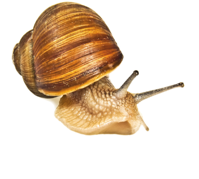 Farming at a Snail’s Pace | French Property | Living in France ...