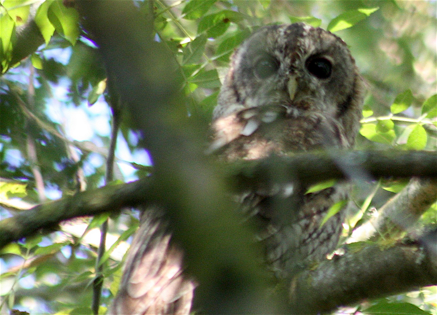Living in harmony with wildlife in France - FrenchEntrée