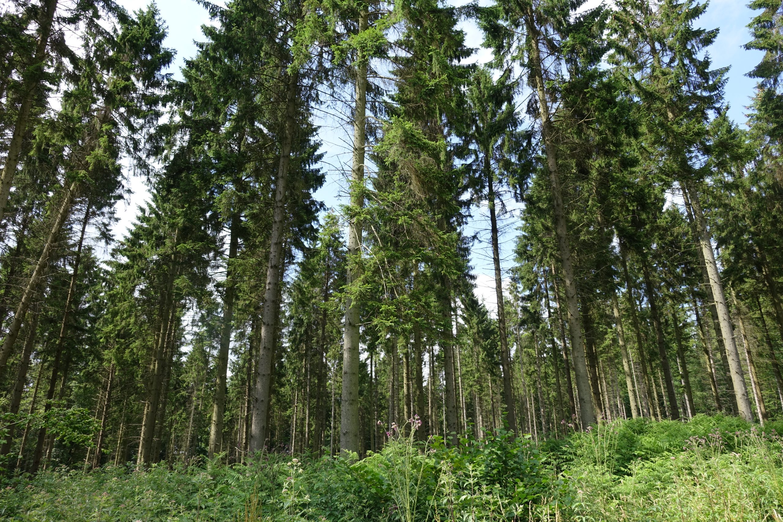 My French Village: Les Grandes-Ventes in Normandy - FrenchEntrée