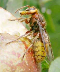 Hornets - A Limousin Pest?
