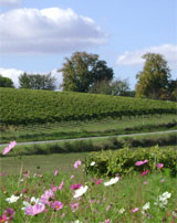 Buying a plot of land and building a home in France – your options